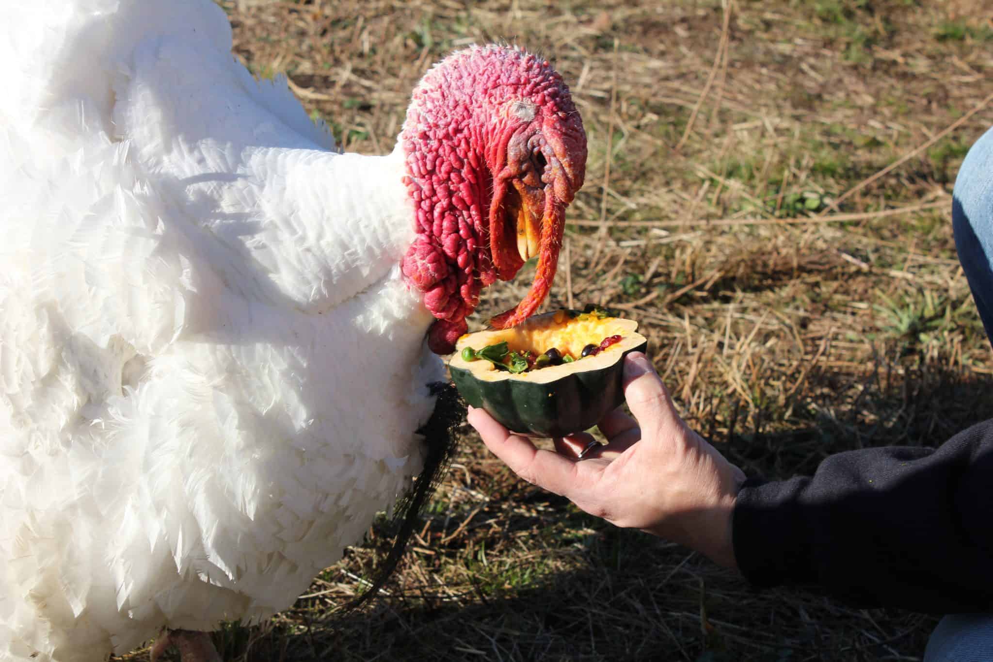 Daily Diet, Treats, And Supplements For Turkeys - The Open Sanctuary ...