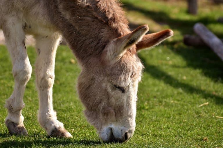 Daily Diet, Treats, & Supplements For Donkeys - The Open Sanctuary Project