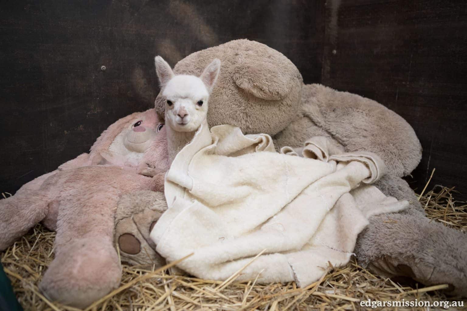 Creating An Enriching Life For Alpacas - The Open Sanctuary Project
