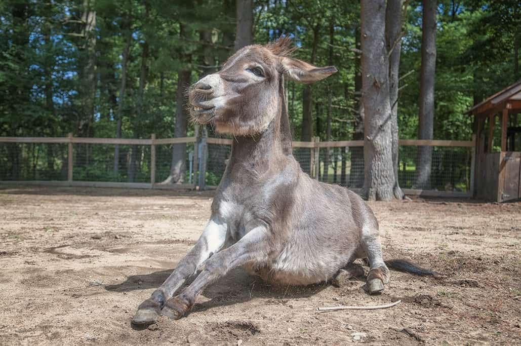 Creating An Enriching Life For Donkeys - The Open Sanctuary Project