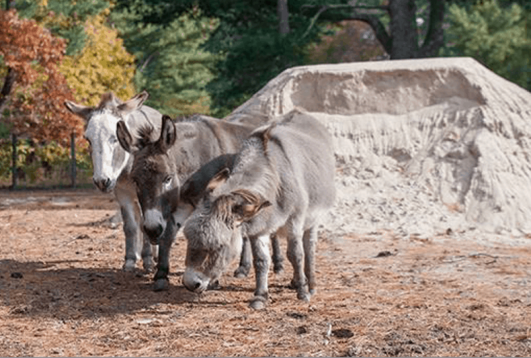 Creating An Enriching Life For Donkeys - The Open Sanctuary Project