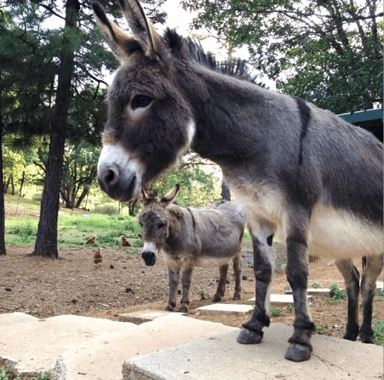 Creating An Enriching Life For Donkeys - The Open Sanctuary Project