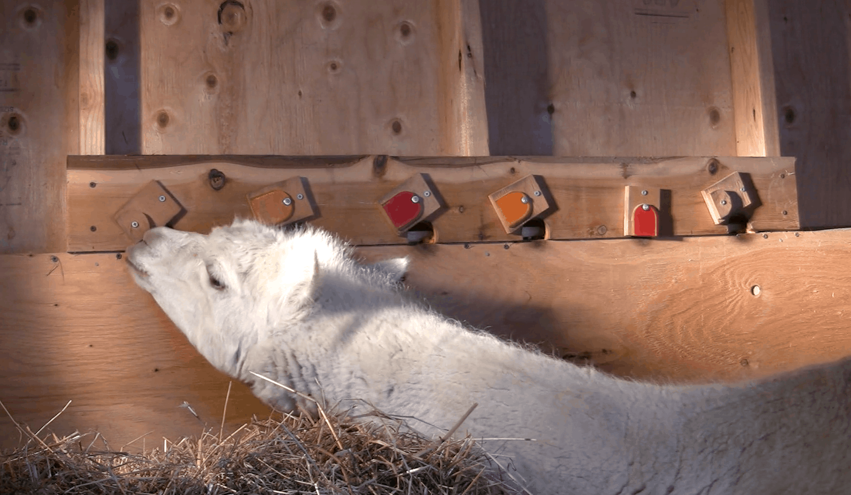 Creating An Enriching Life For Llamas - The Open Sanctuary Project