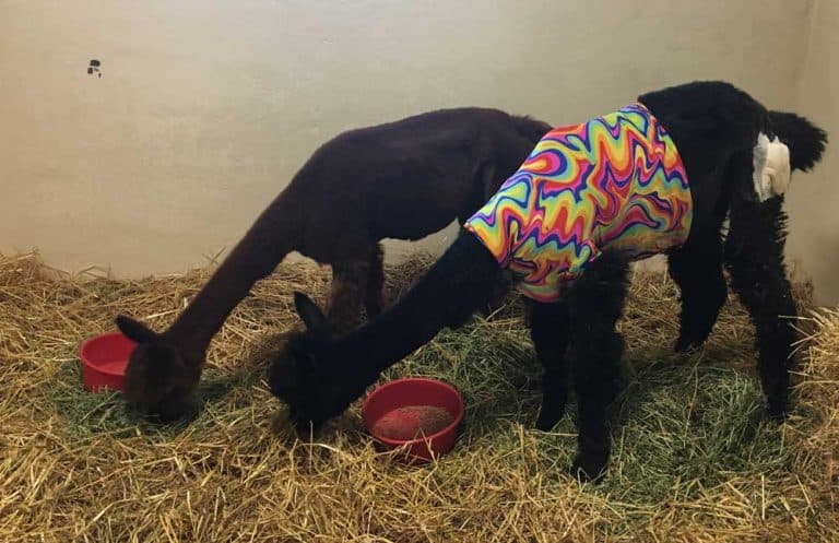 Creating An Enriching Life For Alpacas - The Open Sanctuary Project