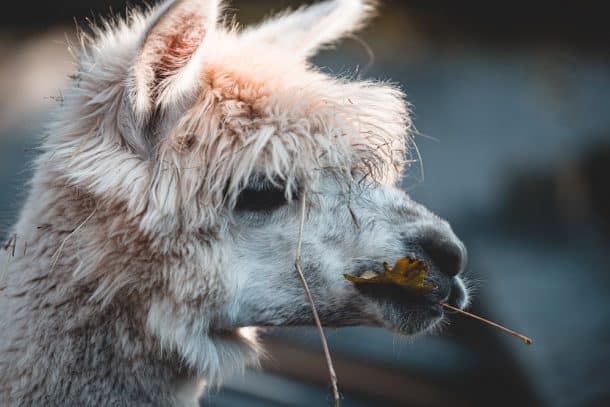 Daily Diet, Treats, And Supplements For Llamas - The Open Sanctuary Project