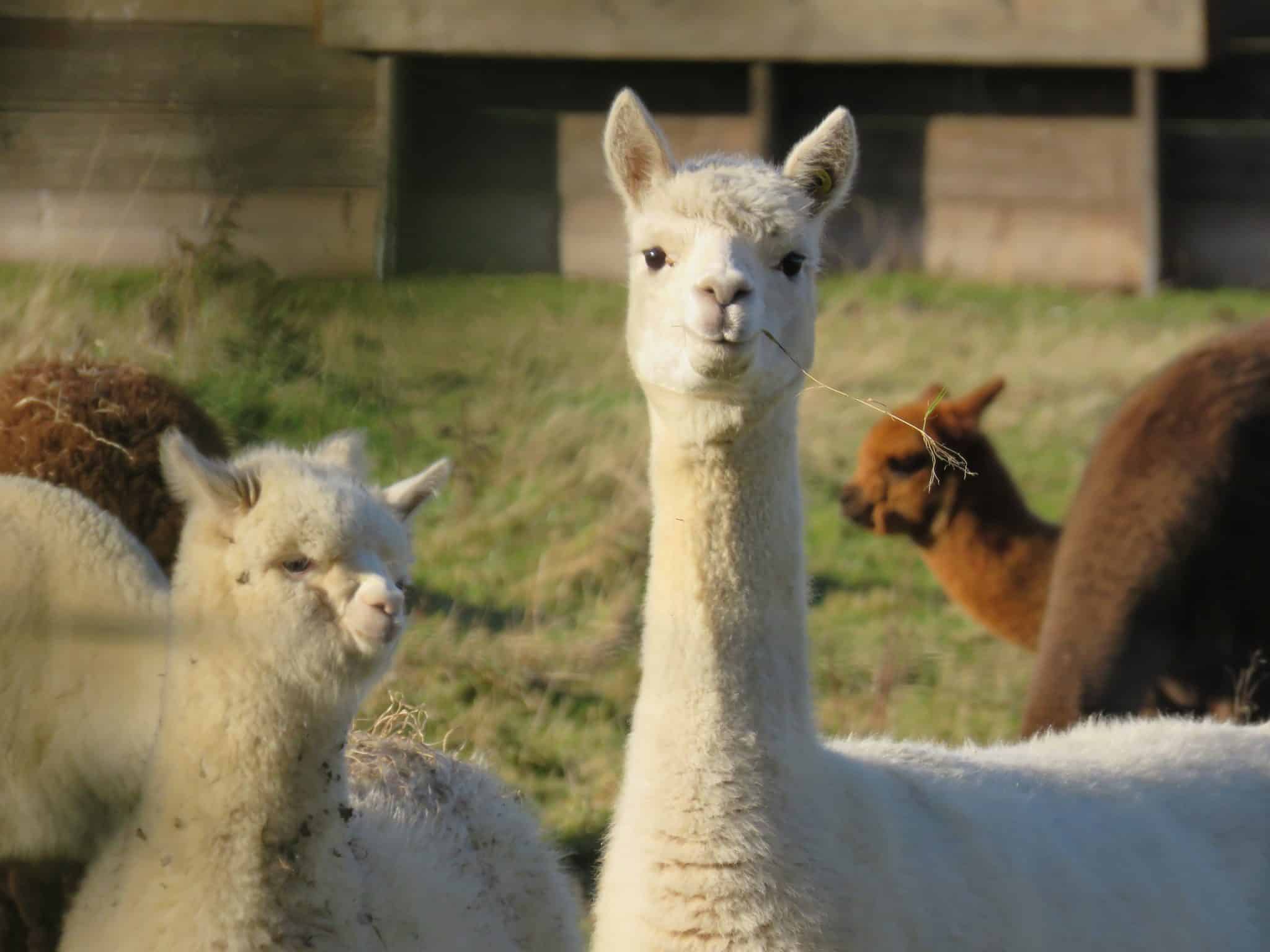 Daily Diet, Treats, And Supplements For Alpacas - The Open Sanctuary ...