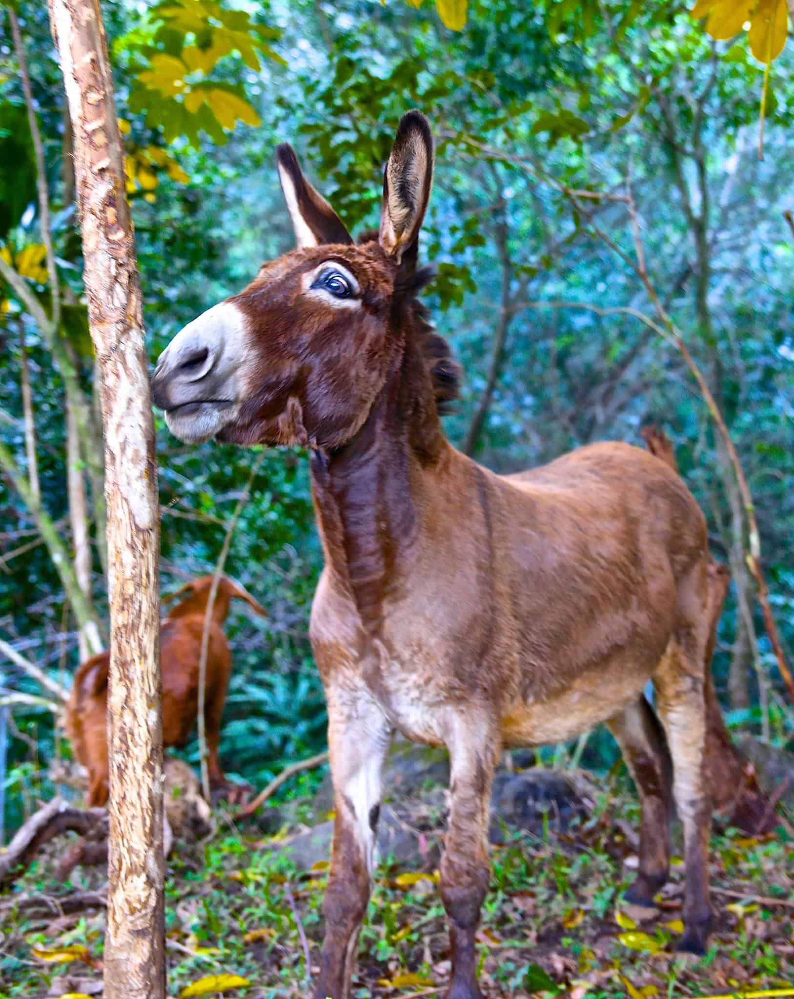 Creating An Enriching Life For Donkeys - The Open Sanctuary Project