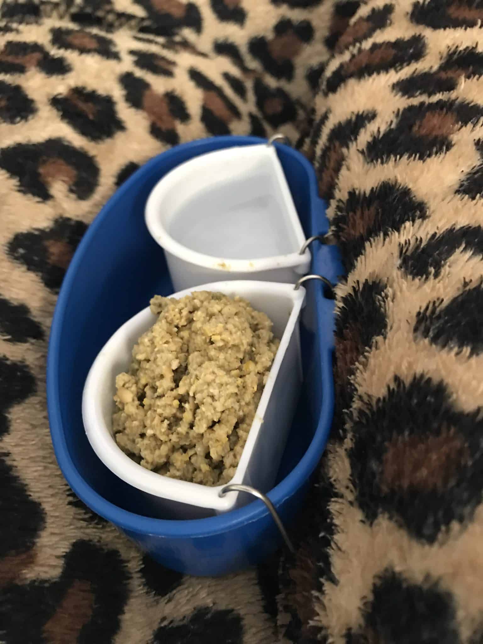 Introduction To Supportive Care For Chickens With Disabilities: Non ...