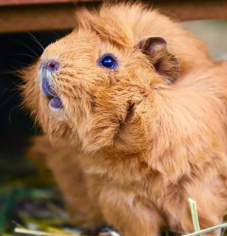 How To Conduct A Cavy (Guinea Pig) Health Check - The Open Sanctuary ...