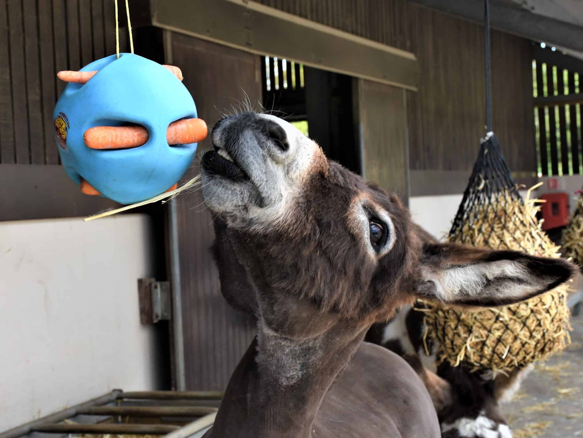 Creating An Enriching Life For Donkeys - The Open Sanctuary Project