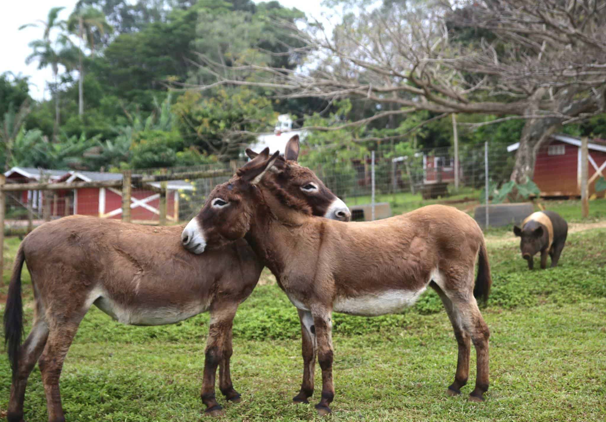 Creating An Enriching Life For Donkeys - The Open Sanctuary Project