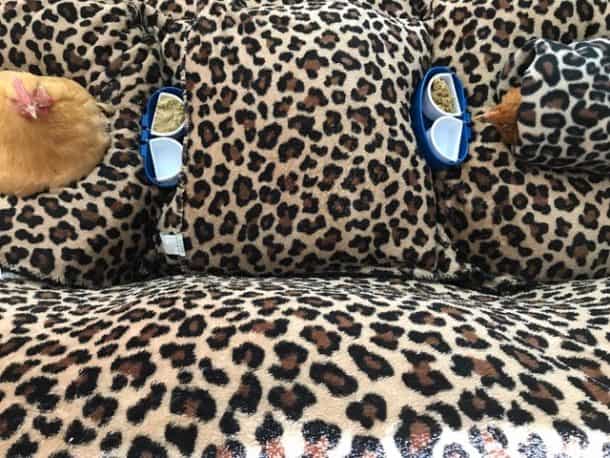 Introduction To Supportive Care For Chickens With Disabilities: Non ...