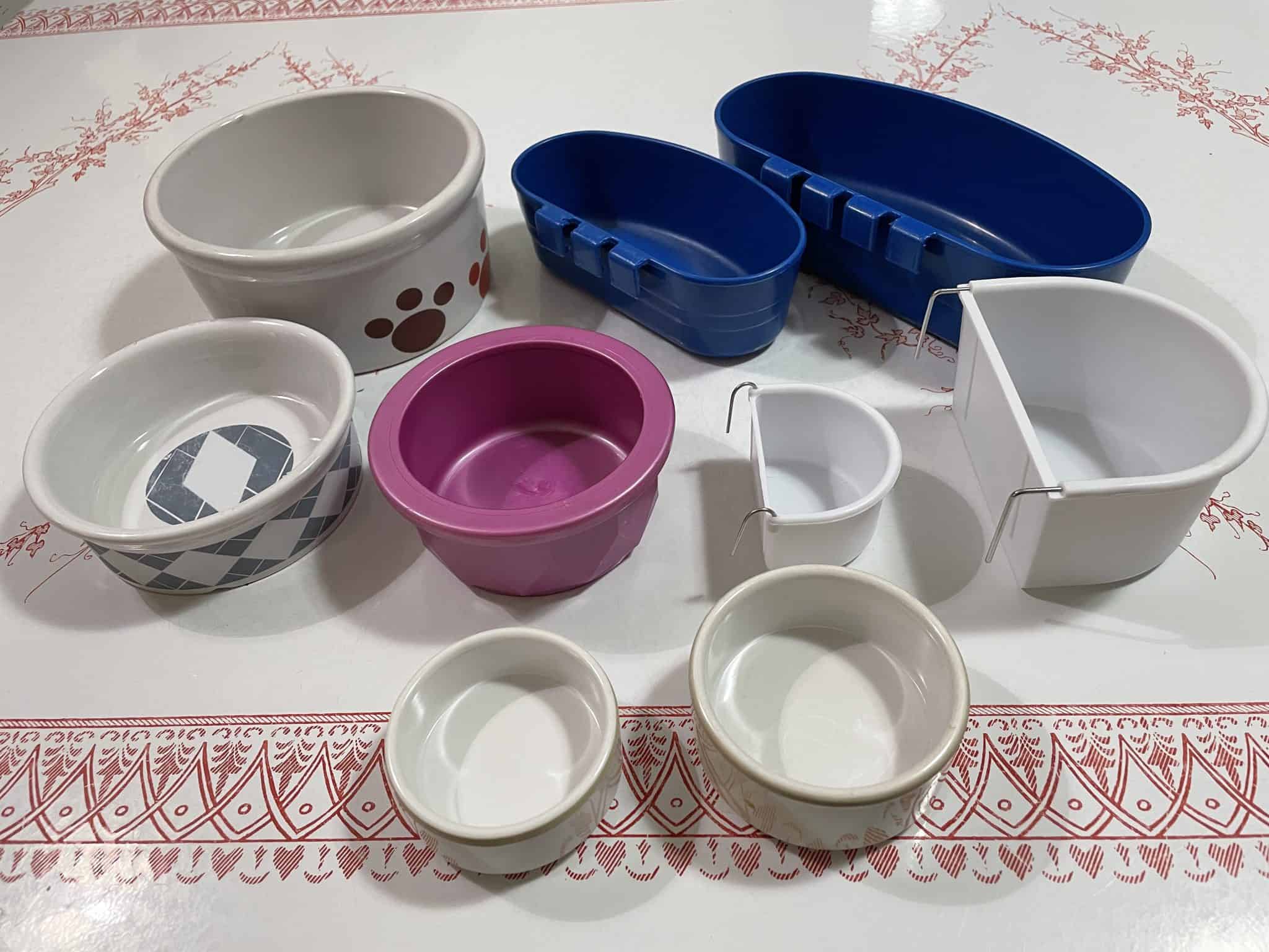 Introduction To Supportive Care For Chickens With Disabilities: Non ...