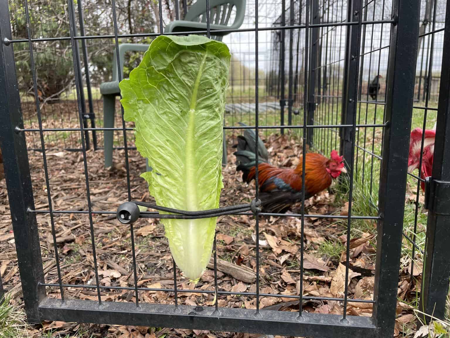 Introduction To Supportive Care For Chickens With Disabilities: Non ...