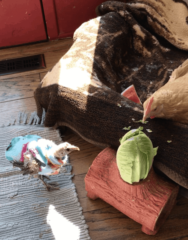 Introduction To Supportive Care For Chickens With Disabilities: Non ...