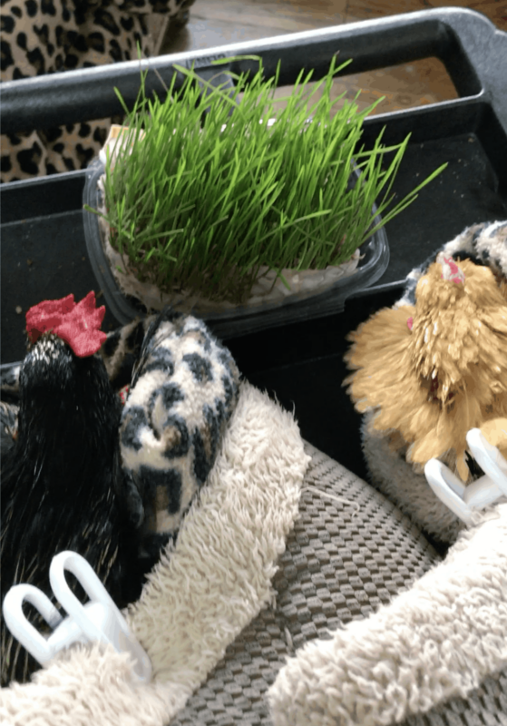 Introduction To Supportive Care For Chickens With Disabilities: Non ...