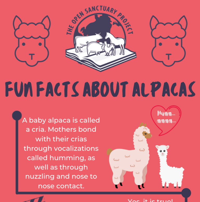 Alpacas Archives - The Open Sanctuary Project