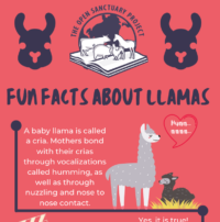 Llamas Archives - The Open Sanctuary Project