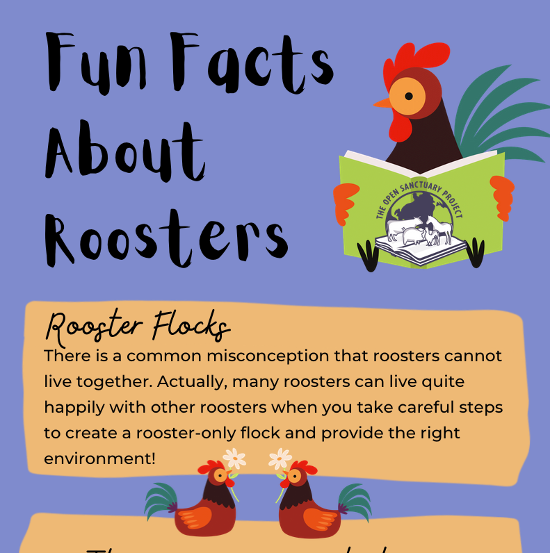 Fun Facts About Roosters Infographic - The Open Sanctuary Project