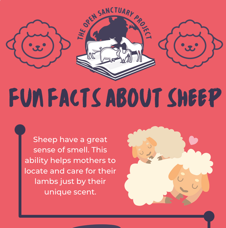 Fun Facts About Sheep Infographic - The Open Sanctuary Project