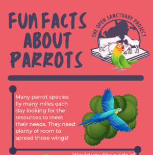Parrots Archives - The Open Sanctuary Project