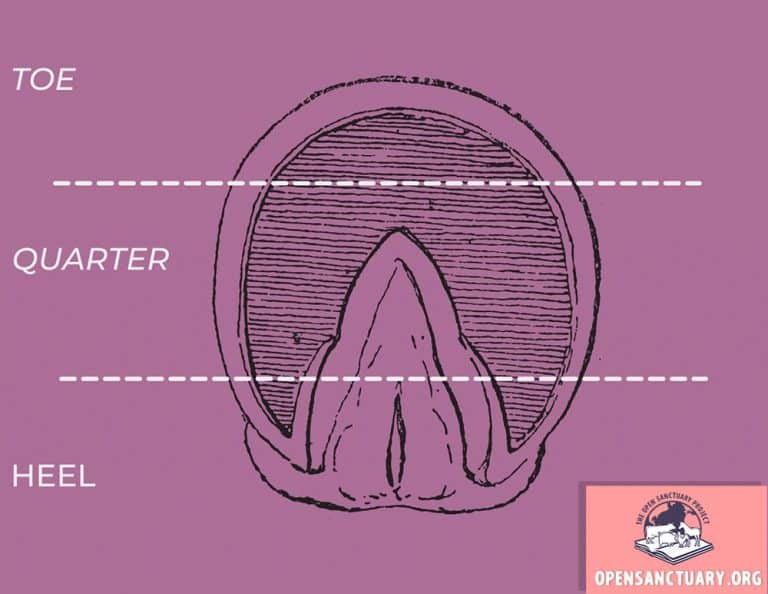 Basic Horse Anatomy: Part 1 - The Open Sanctuary Project