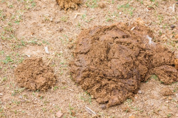 Evaluating Horse Poop: What's The (Fecal) Matter? - The Open Sanctuary ...