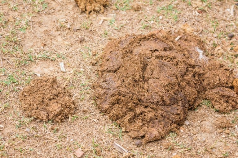 Evaluating Horse Poop: What's The (Fecal) Matter? - The Open Sanctuary ...