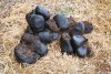 Evaluating Horse Poop: What's The (Fecal) Matter? - The Open Sanctuary ...