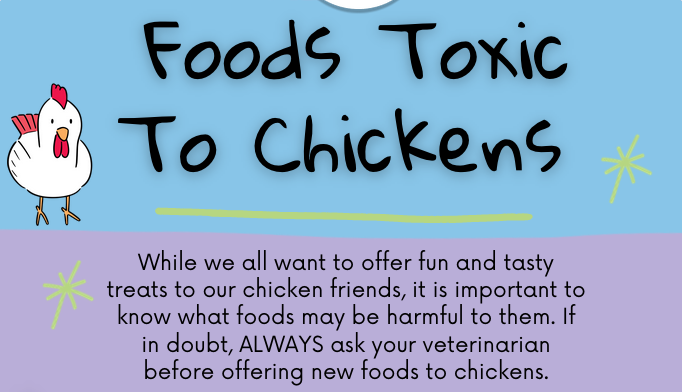 Foods Toxic To Chickens Infographic - The Open Sanctuary Project