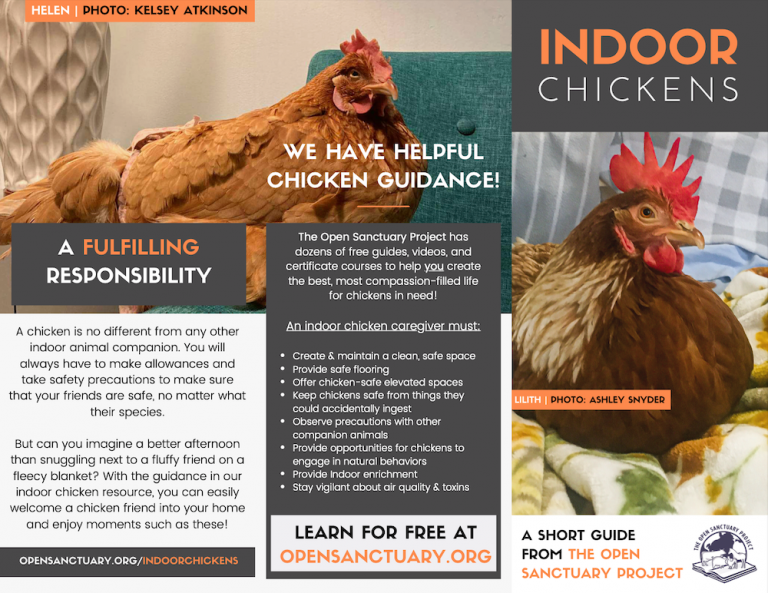 The Open Sanctuary Project's "Indoor Chicken" Informational Brochure ...
