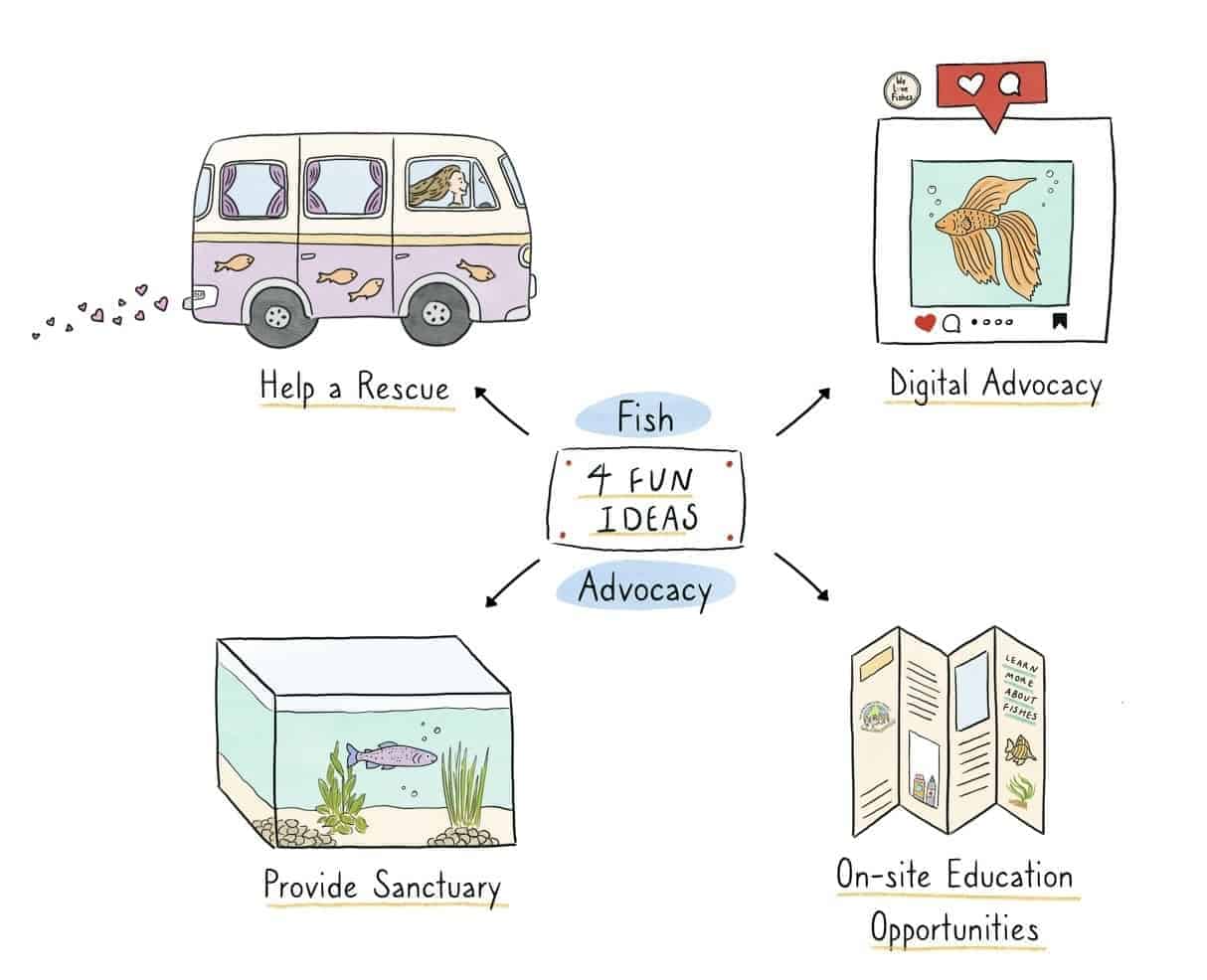 A Sanctuary's Guide To Fish Advocacy And Care: Part 1 - The Open ...