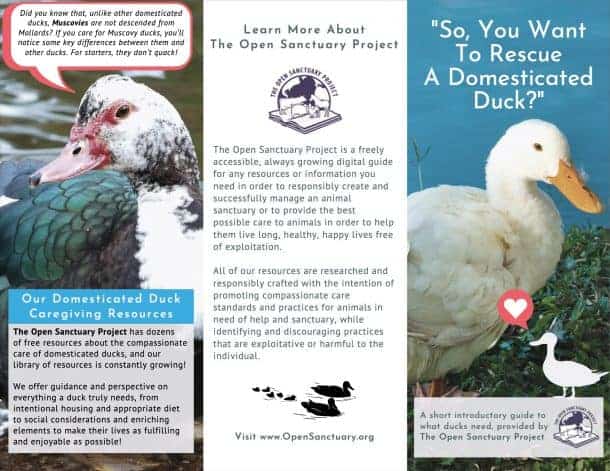 The Open Sanctuary Project’s “So You Want To Rescue A Domesticated Duck ...