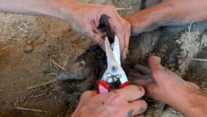 Hoof Care For Pigs - The Open Sanctuary Project