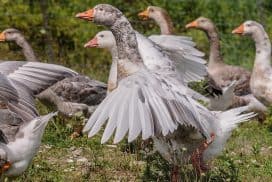 Safe Cohabitation Considerations For Geese - The Open Sanctuary Project