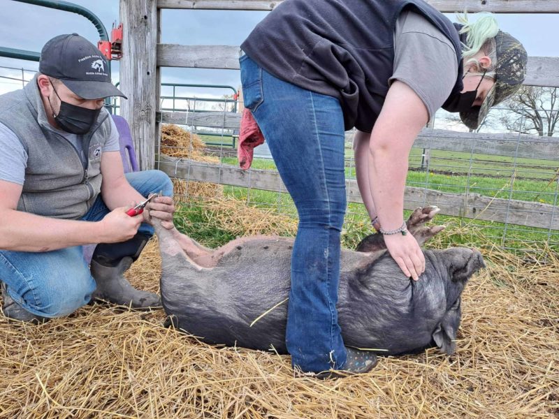 Hoof Care For Pigs - The Open Sanctuary Project