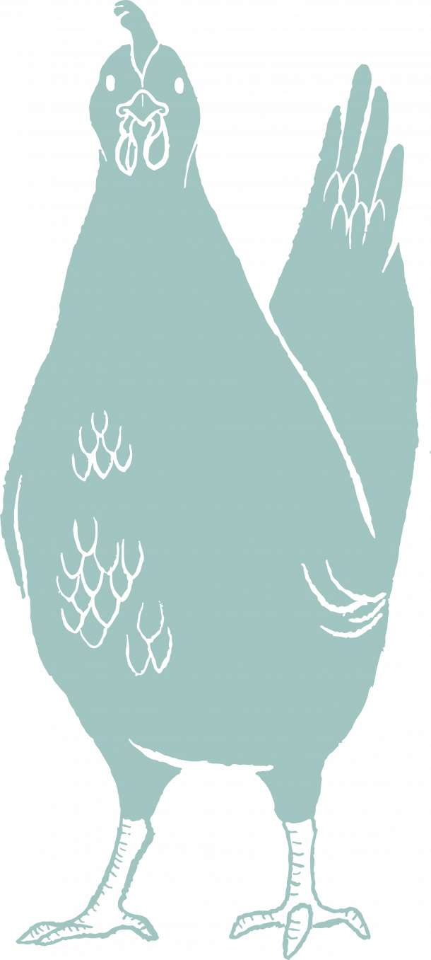 How to Conduct a Chicken Health Check - The Open Sanctuary Project