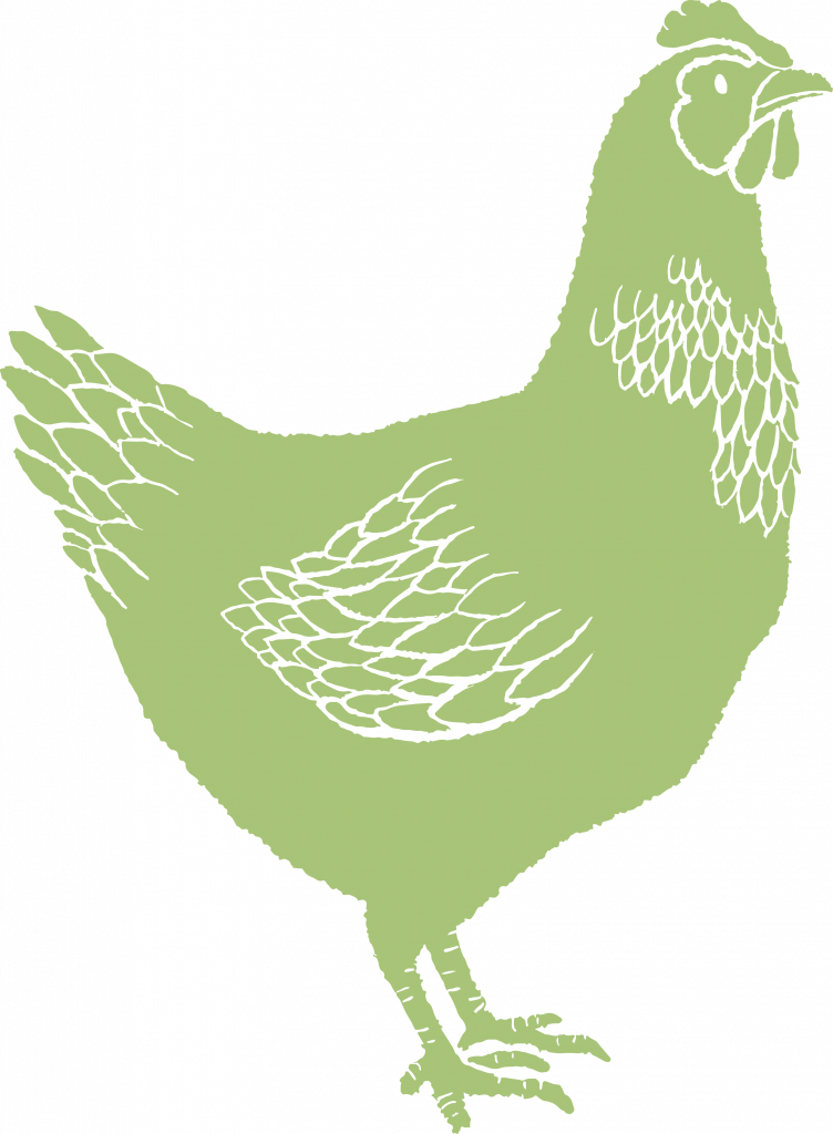 How to Conduct a Chicken Health Check - The Open Sanctuary Project