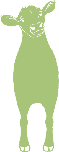 How to Conduct A Cow Health Check - The Open Sanctuary Project