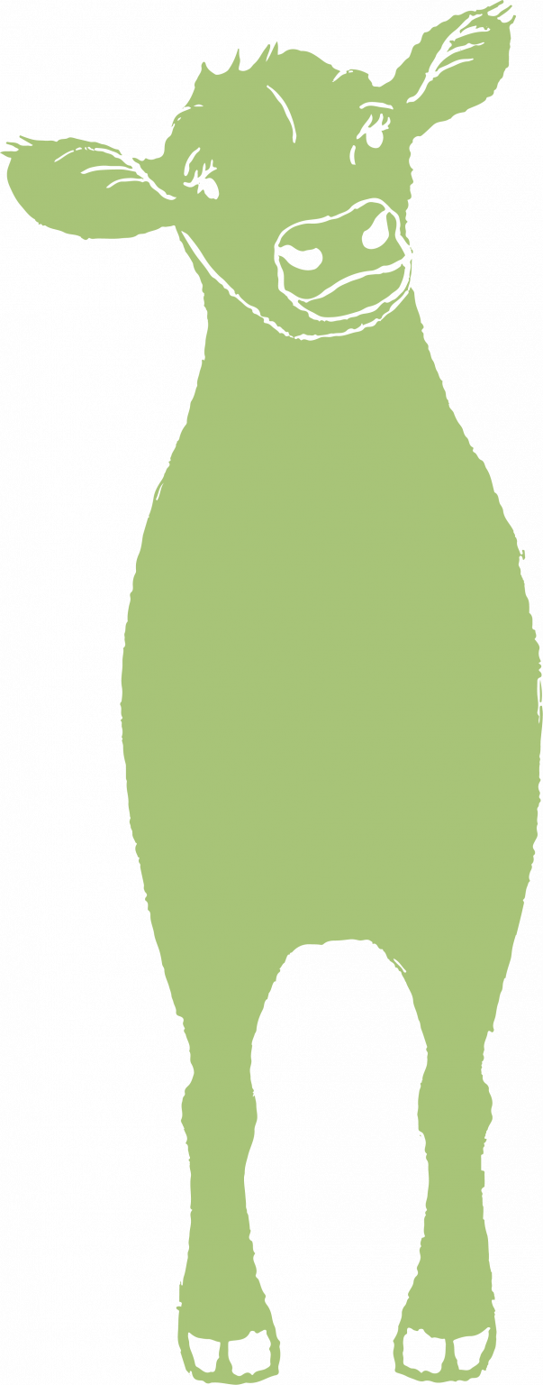 How to Conduct A Cow Health Check - The Open Sanctuary Project