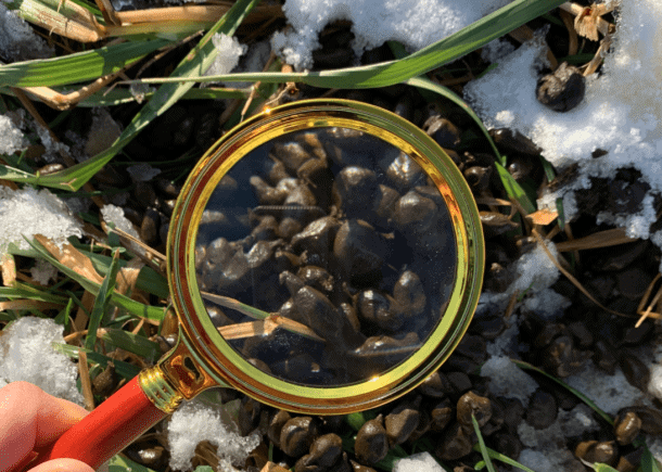 Evaluating Llama And Alpaca Poop: What’s The (Fecal) Matter? - The Open ...