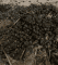 Evaluating Llama And Alpaca Poop: What’s The (Fecal) Matter? - The Open ...