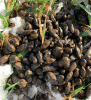 Evaluating Llama And Alpaca Poop: What’s The (Fecal) Matter? - The Open ...
