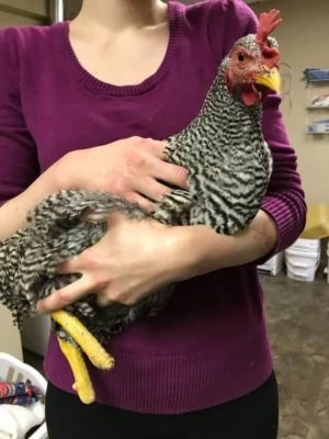 The Care of Chicken Residents in Extreme Cold - The Open Sanctuary Project