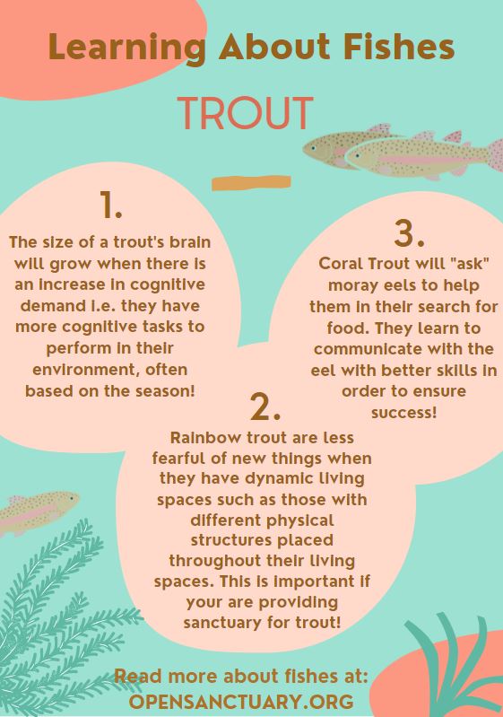 Learning About Fishes: Trout Infographic - The Open Sanctuary Project