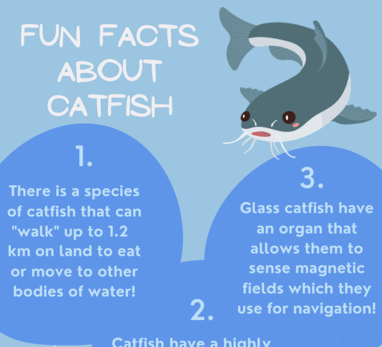 Brochures and Infographics Archives - Page 5 of 9 - The Open Sanctuary ...