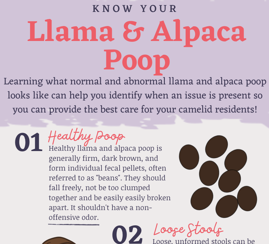 Know Your Llama And Alpaca Poop Infographic - The Open Sanctuary Project