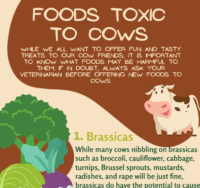 Cows Archives - The Open Sanctuary Project