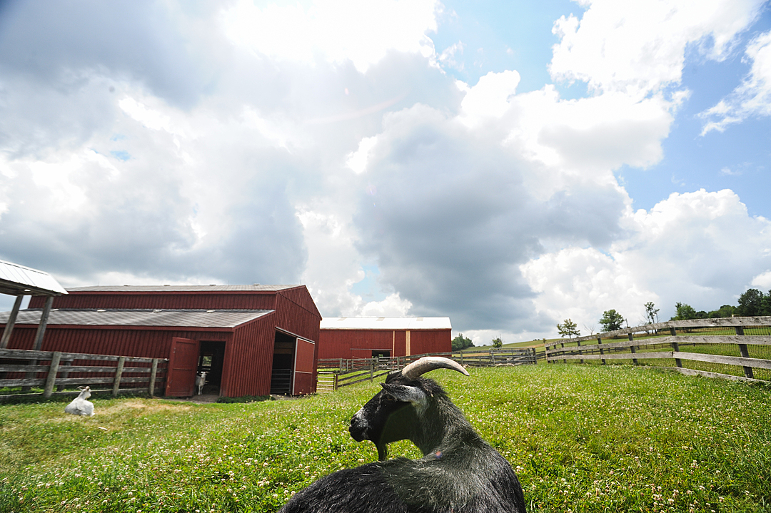 Excerpts From The Compassionate Care Classroom: Fencing For Sheep And ...