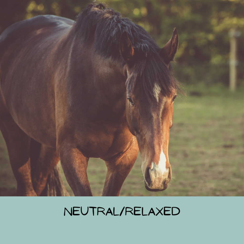 Understanding Horse Body Language: Ears - The Open Sanctuary Project